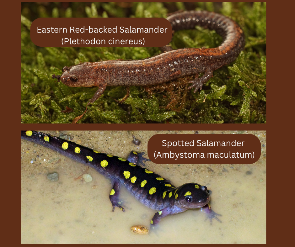 Finding Salamanders: Where To Look & Common Species — Fox Run ...