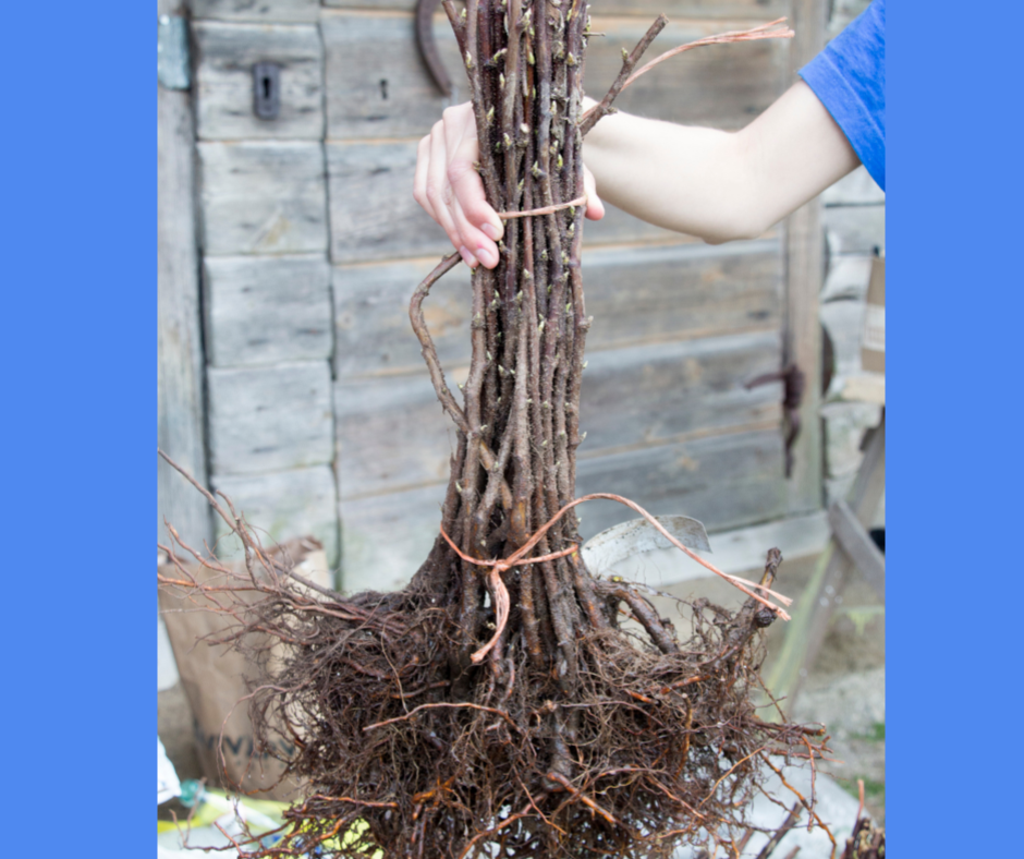 Brambles Are Best! Raspberries in Zone 6 — Fox Run Environmental ...
