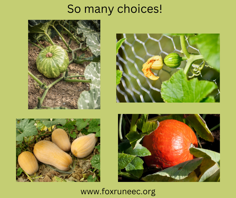 Growing Winter Squash in USDA Zone 6B — Fox Run Environmental Education ...