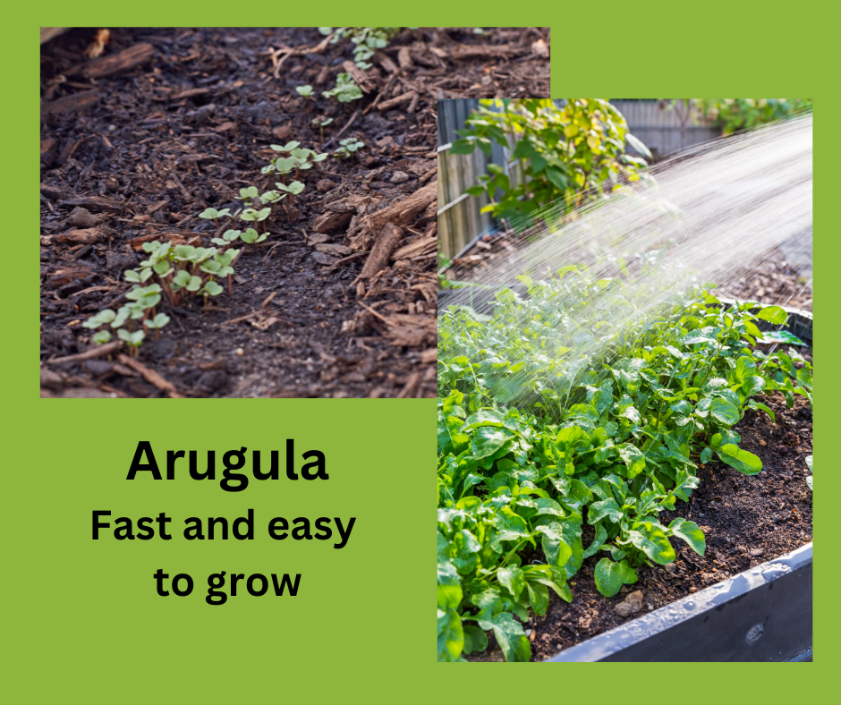 Arugula: How To Grow and Use — Fox Run Environmental Education Center