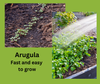 Arugula: How To Grow and Use — Fox Run Environmental Education Center