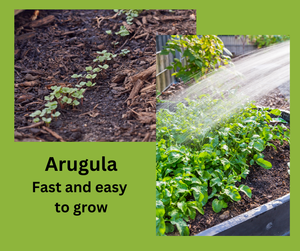 Arugula: How To Grow and Use — Fox Run Environmental Education Center