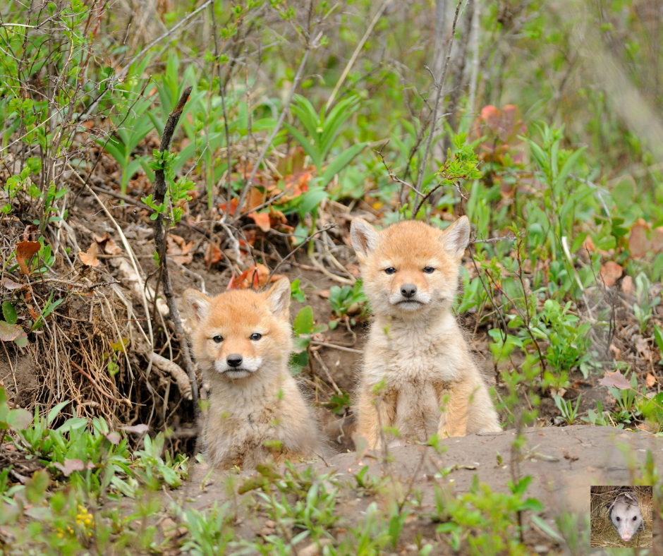 Coyotes in the City: Adaptation and Survival — Fox Run Environmental ...