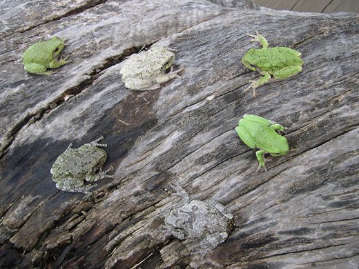 Wisconsin Frogs — Fox Run Environmental Education Center