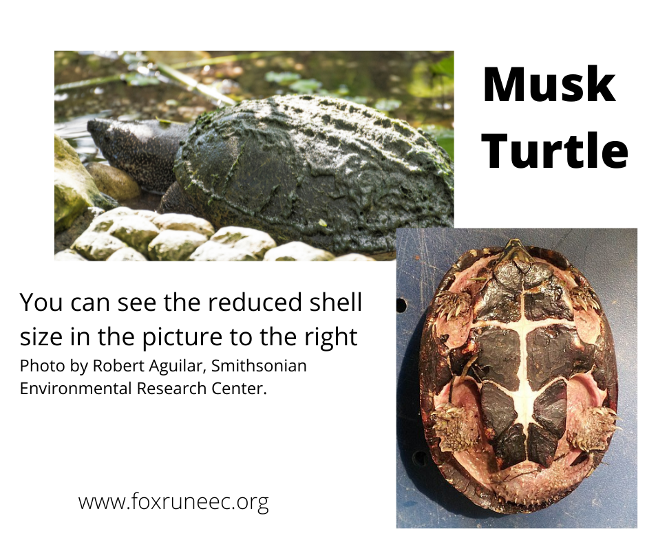 Wisconsin Turtles — Fox Run Environmental Education Center