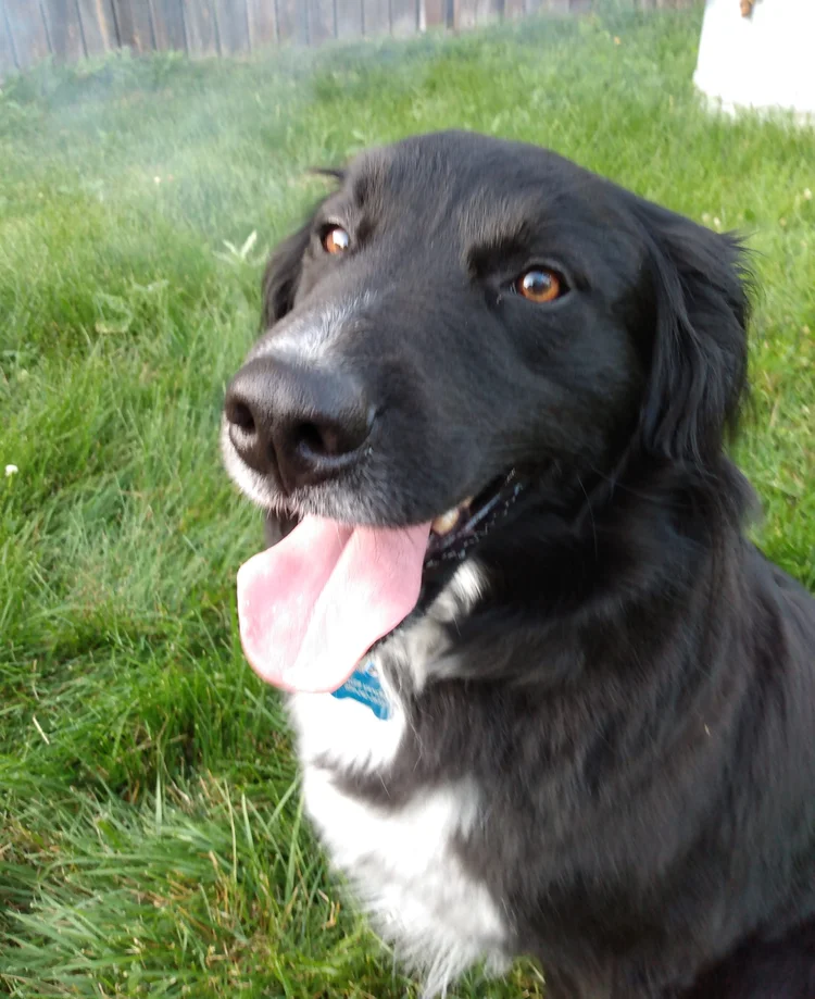 How To Compost Dog Manure in Your Backyard — Fox Run Environmental ...