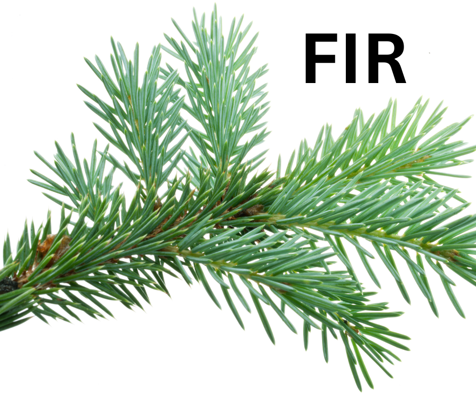 Foraging For Wild Tea — Fox Run Environmental Education Center