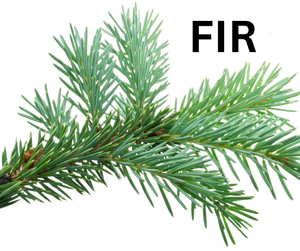 Foraging For Wild Tea — Fox Run Environmental Education Center