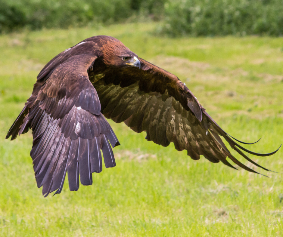 American Eagles: Bald and Golden, Iconic Symbols of North American ...