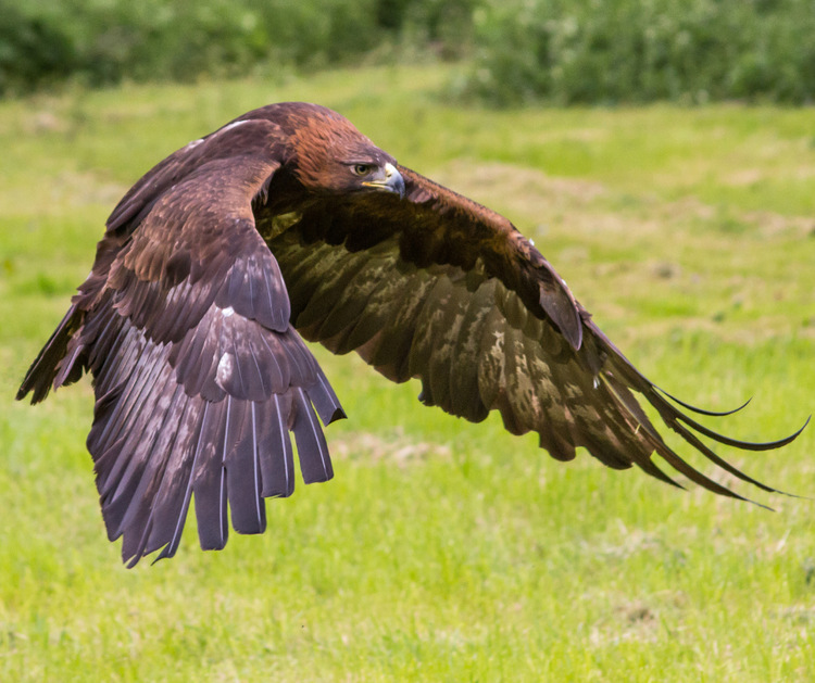 American Eagles: Bald and Golden, Iconic Symbols of North American ...