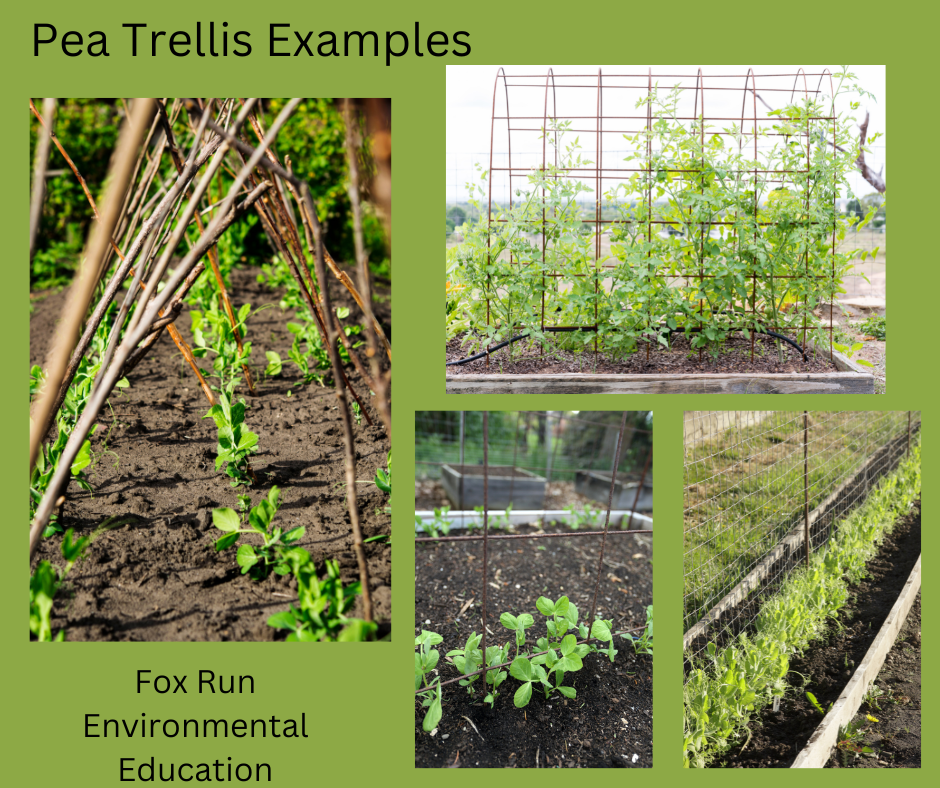 Growing Sugar, Snow, and Snap Peas in Zone 6B — Fox Run Environmental ...