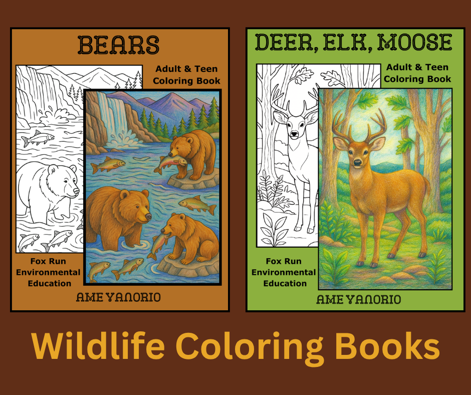 Everything You Want To Know About Elk — Fox Run Environmental Education ...