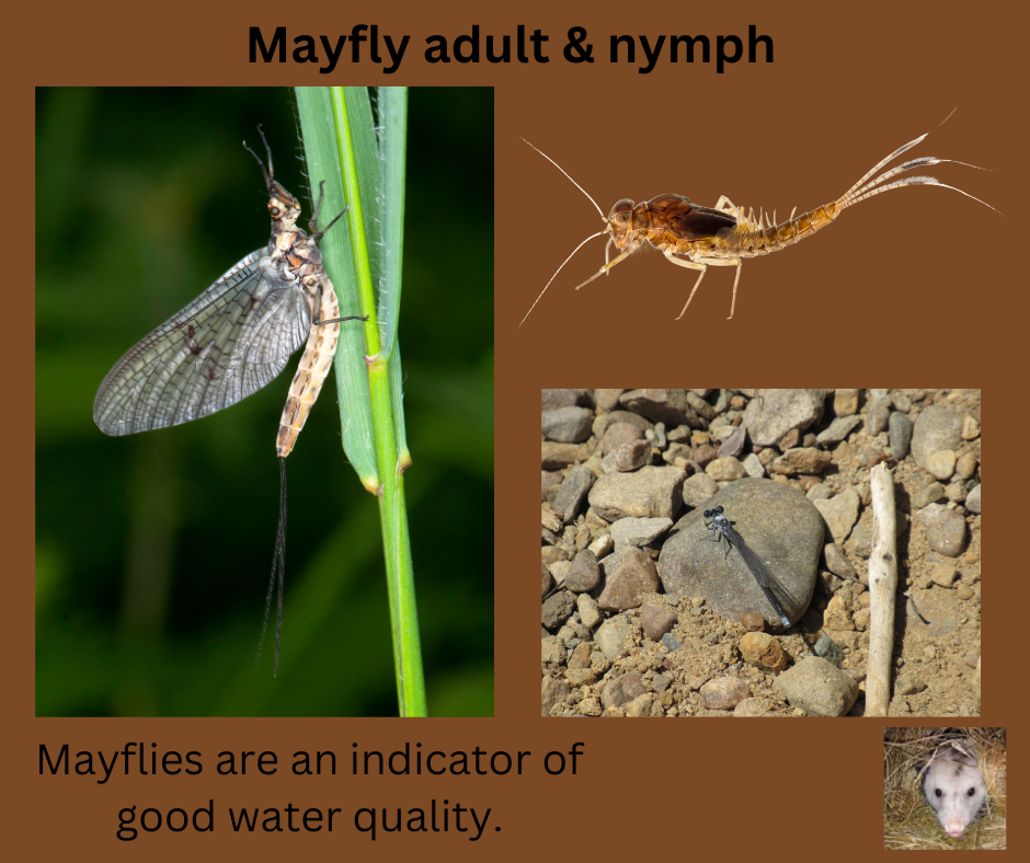 Creek Activities For Families and Homeschoolers — Fox Run Environmental ...