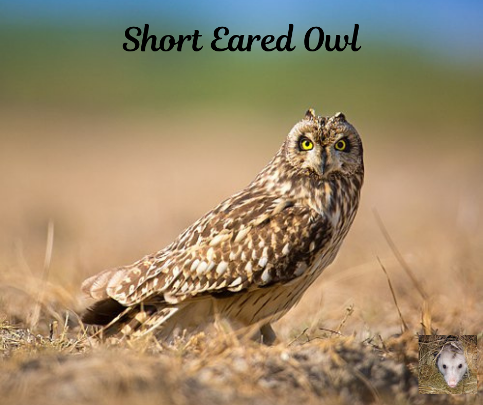 Wisconsin Owls: Whoo Are They & How To Find Them — Fox Run ...