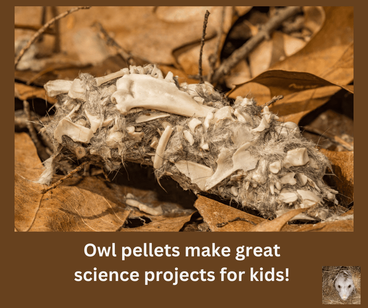 Wisconsin Owls: Whoo Are They & How To Find Them — Fox Run ...