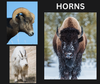 Horns VS Antlers: Which Are Best? — Fox Run Environmental Education Center