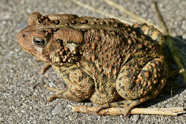 Which Frogs are Poisonous in Wisconsin? — Fox Run Environmental ...