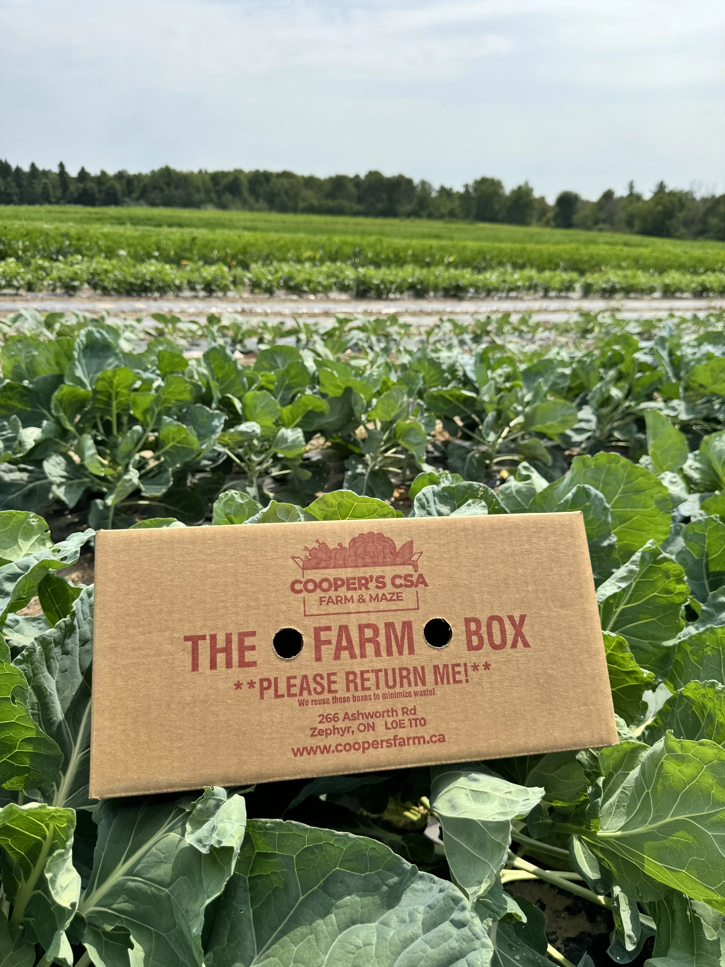 Cooper’s CSA Farm | Online Ordering, Farm Store & Corn Maze