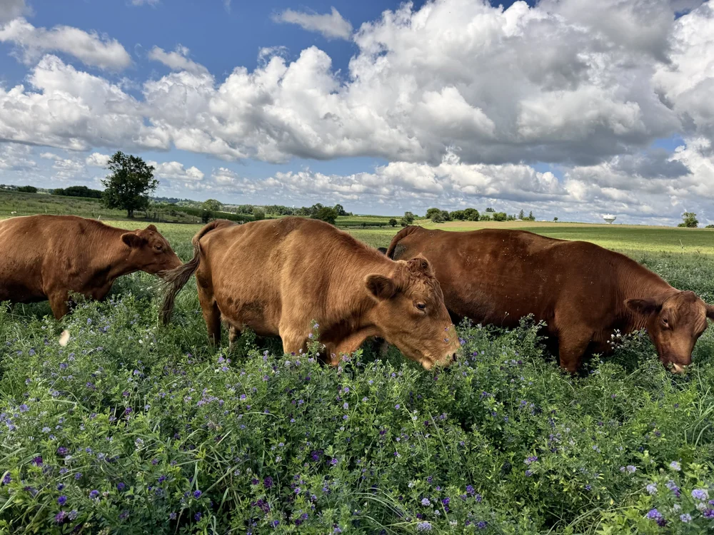 Cooper’s CSA Farm | Online Ordering, Farm Store & Corn Maze
