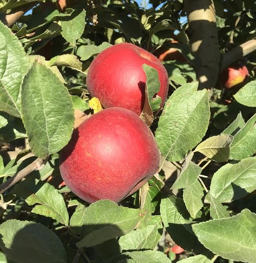 Ruby Jon is Ripe! — Beilke Family Farm