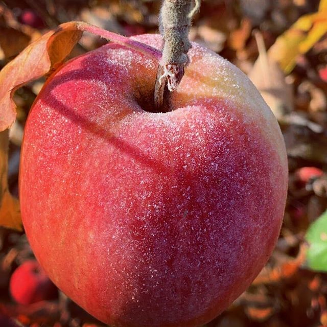Ruby Mac apple is ready! Plus 1 row of Honeycrisp. — Beilke Family Farm