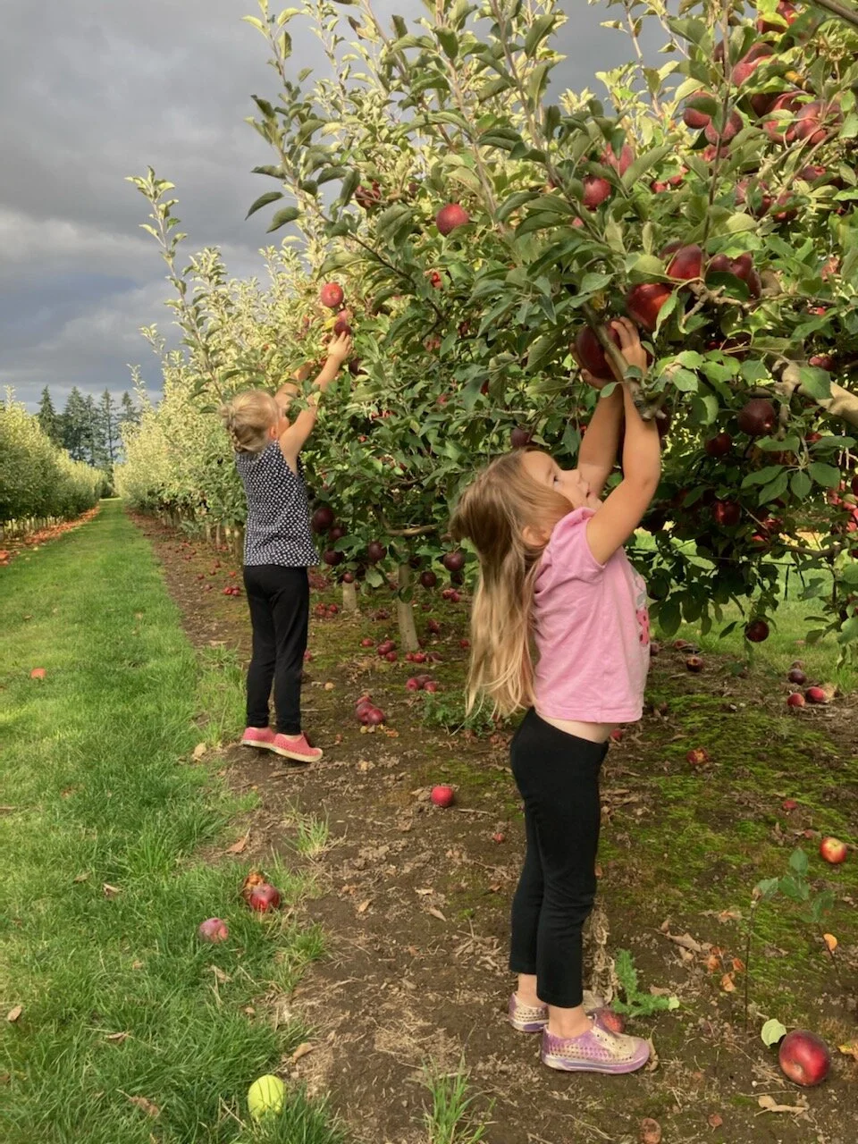 Apple Orchard — Beilke Family Farm