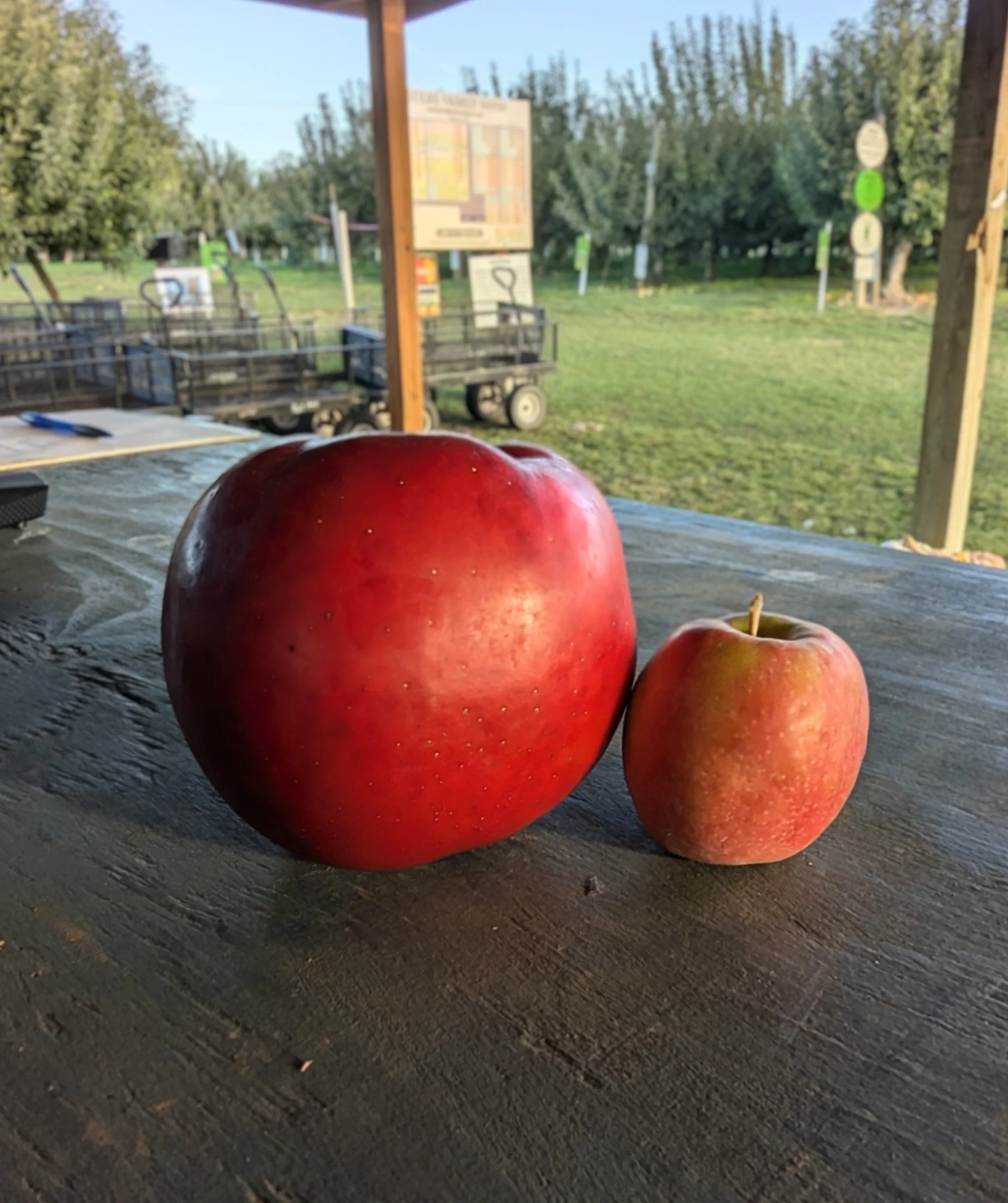 Largest Apple Contest Week #2 Winner — Beilke Family Farm
