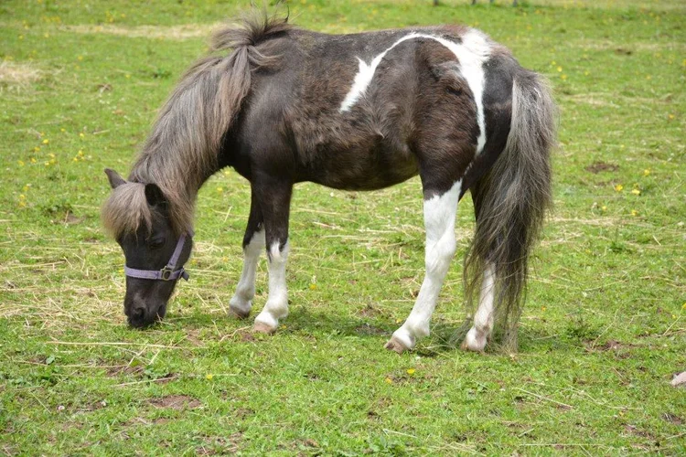 Success Stories — Northeast Miniature Horse Club