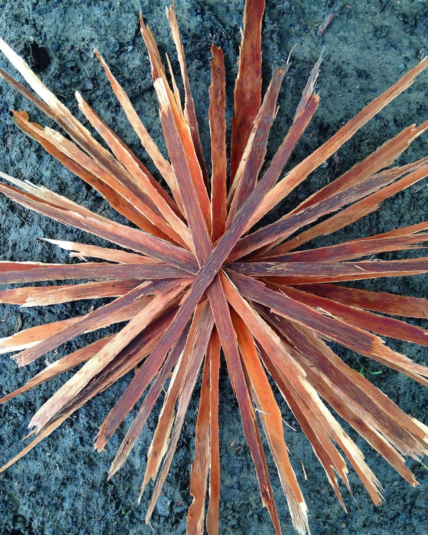 Morning Altars | Impermanent Earth Art