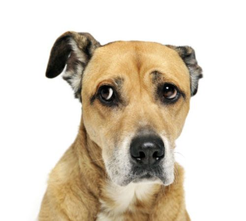 Peeva - Blog - Understand Your Dog's Emotions Through Its Behaviour and ...