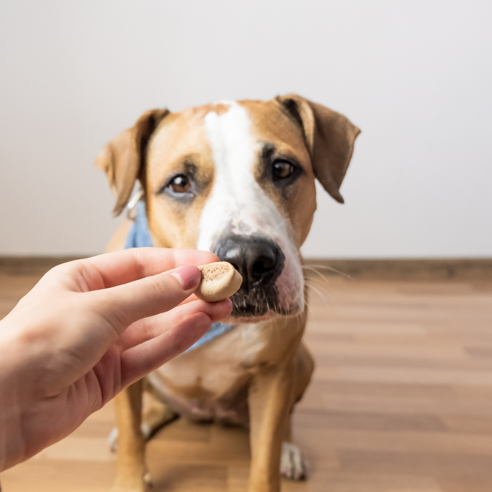 How Should You Treat Your Dog