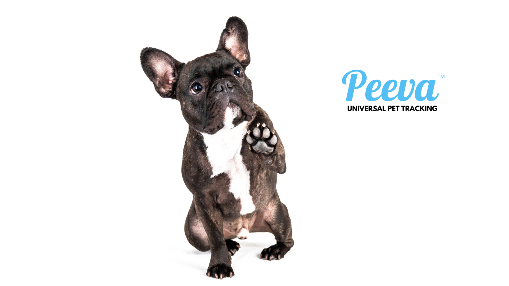Peeva - FAQ Frequently asked questions about Missing Pet technologies ...
