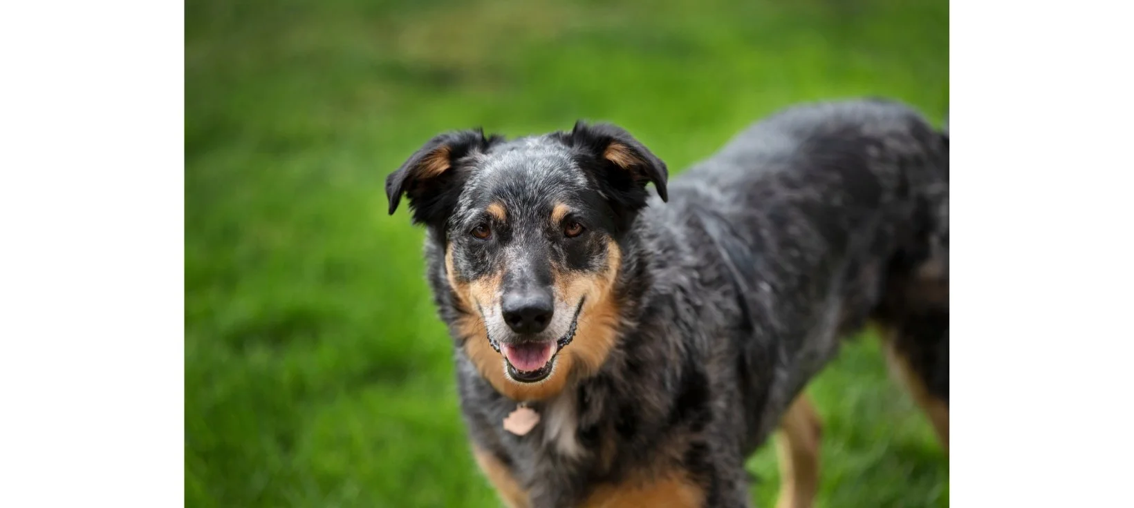 Peeva - Blog - 5 best Companion Dogs for Fishing