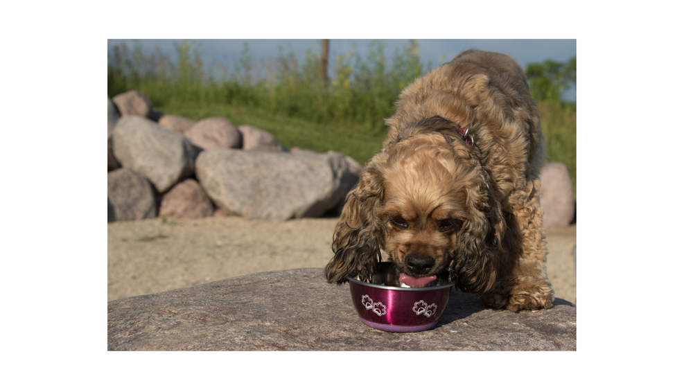 Peeva - Blog - 5 best Companion Dogs for Fishing