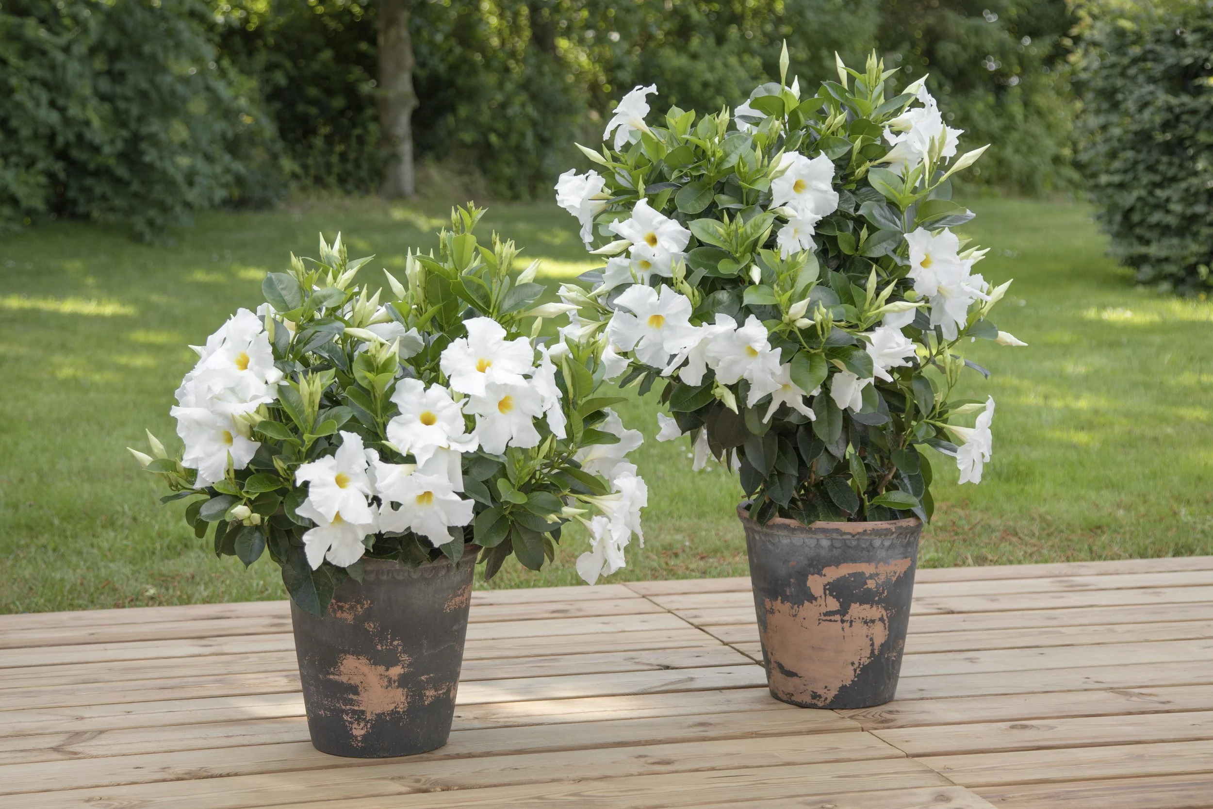 Qdeville® Assortment — Graff-Breeding A/S