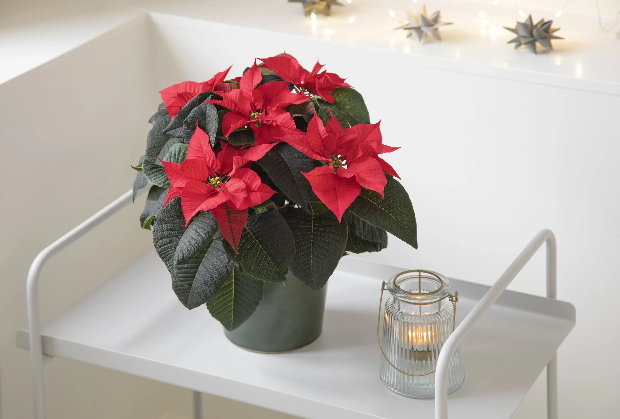 Qismas® Assortment — Graff-Breeding A/S