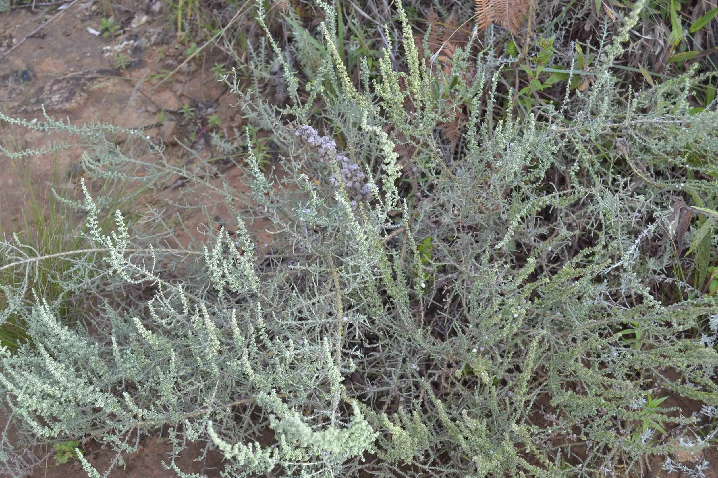 Inspired by South African Indigenous Flora — Sprout Landscapes