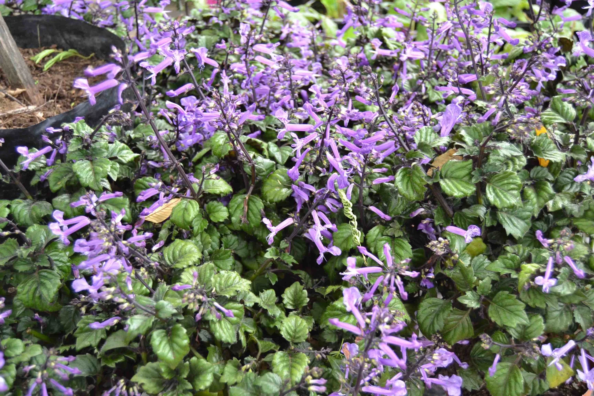 Plectranthus - the perfect plant for Shade — Sprout Landscapes