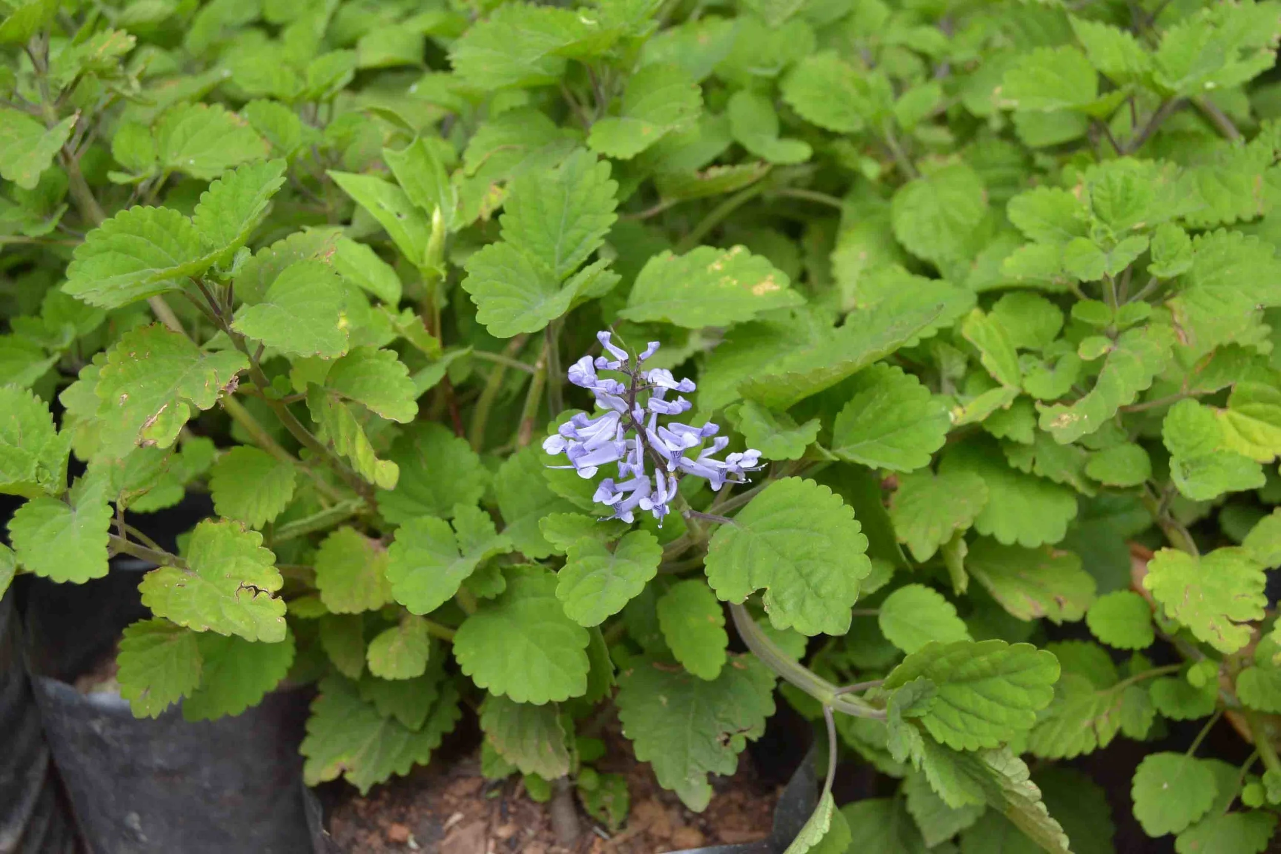 Plectranthus - the perfect plant for Shade — Sprout Landscapes