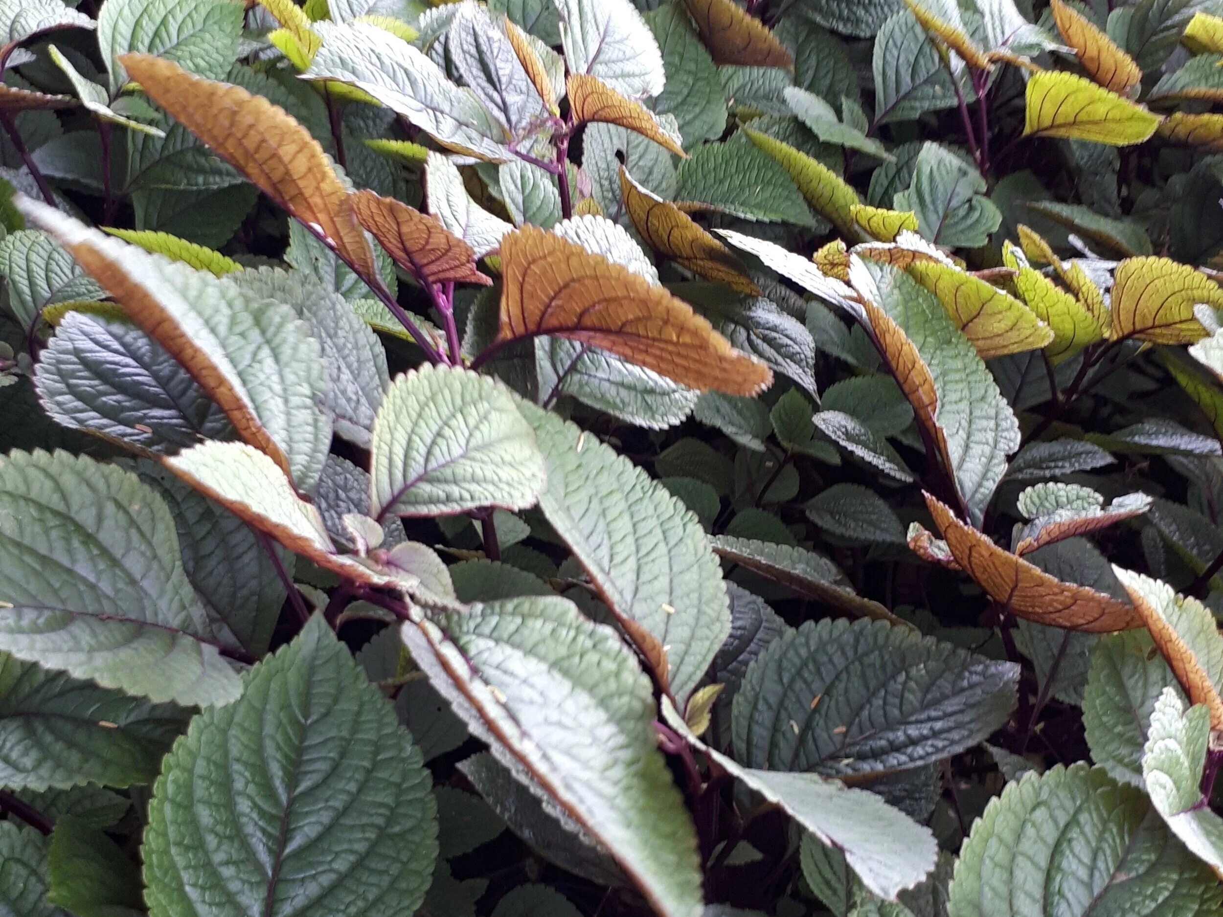 Plectranthus - the perfect plant for Shade — Sprout Landscapes