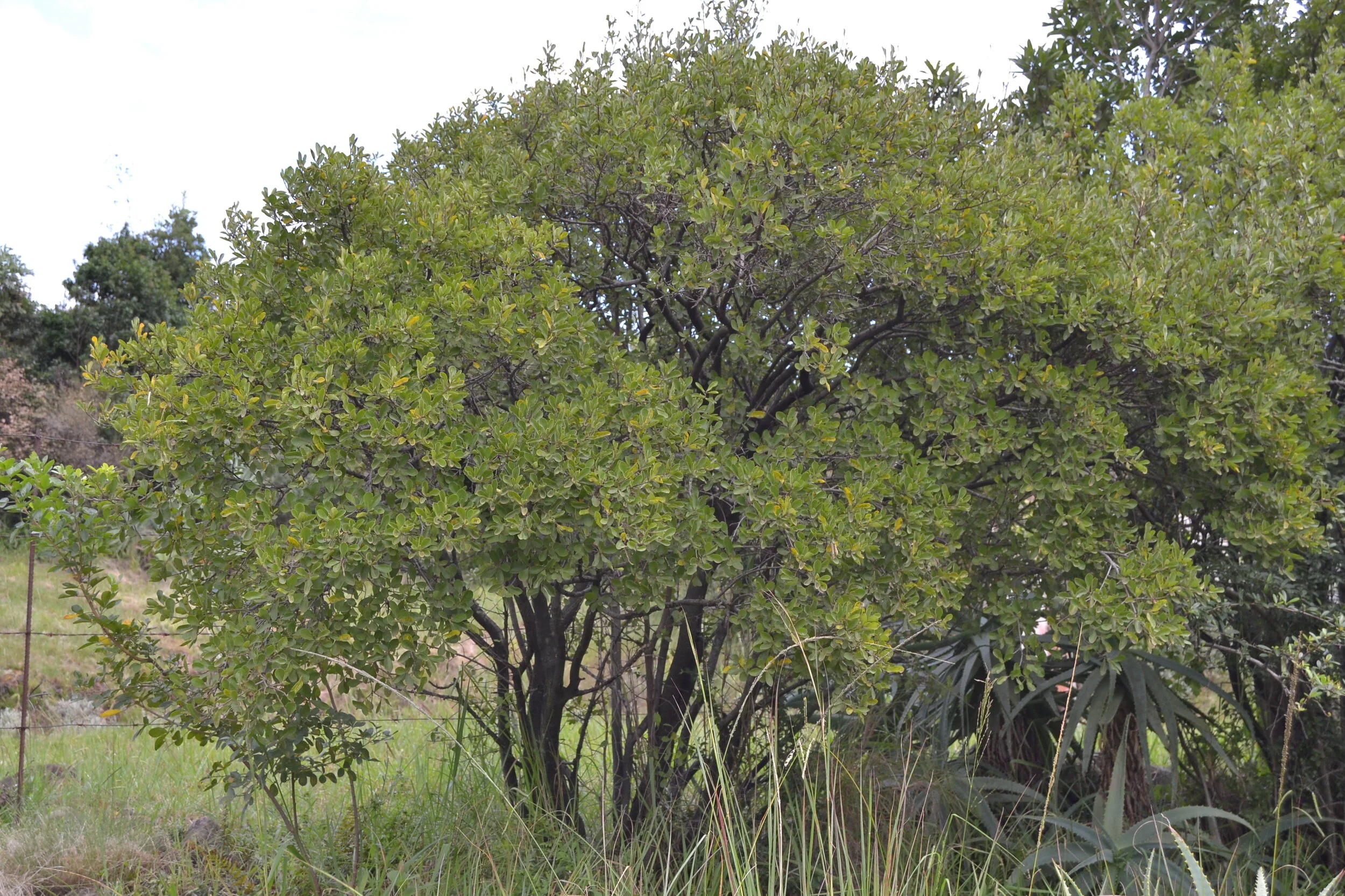 Screening with Indigenous Shrubs — Sprout Landscapes