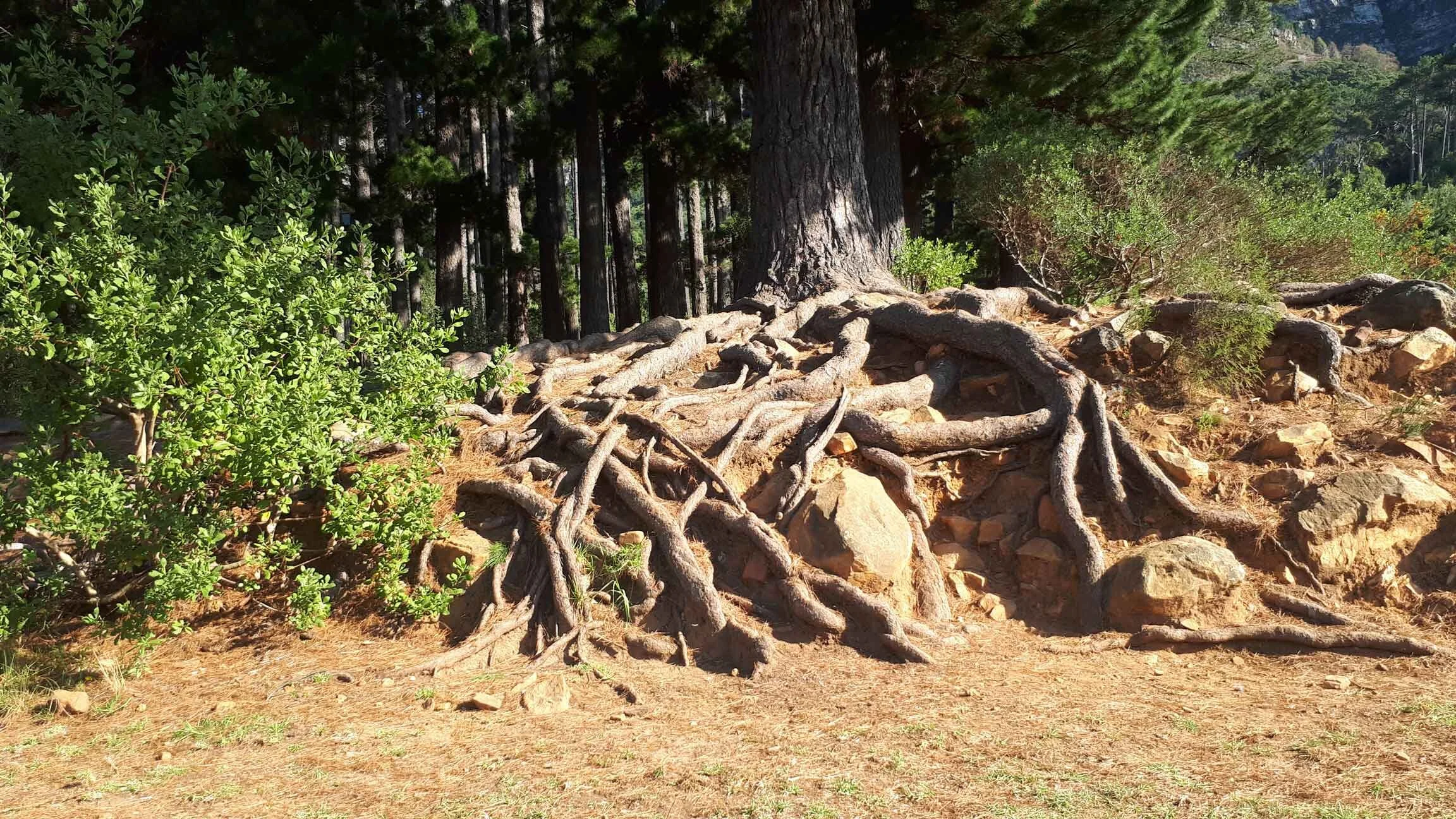 Trees to fall in love with in the Cape — Sprout Landscapes