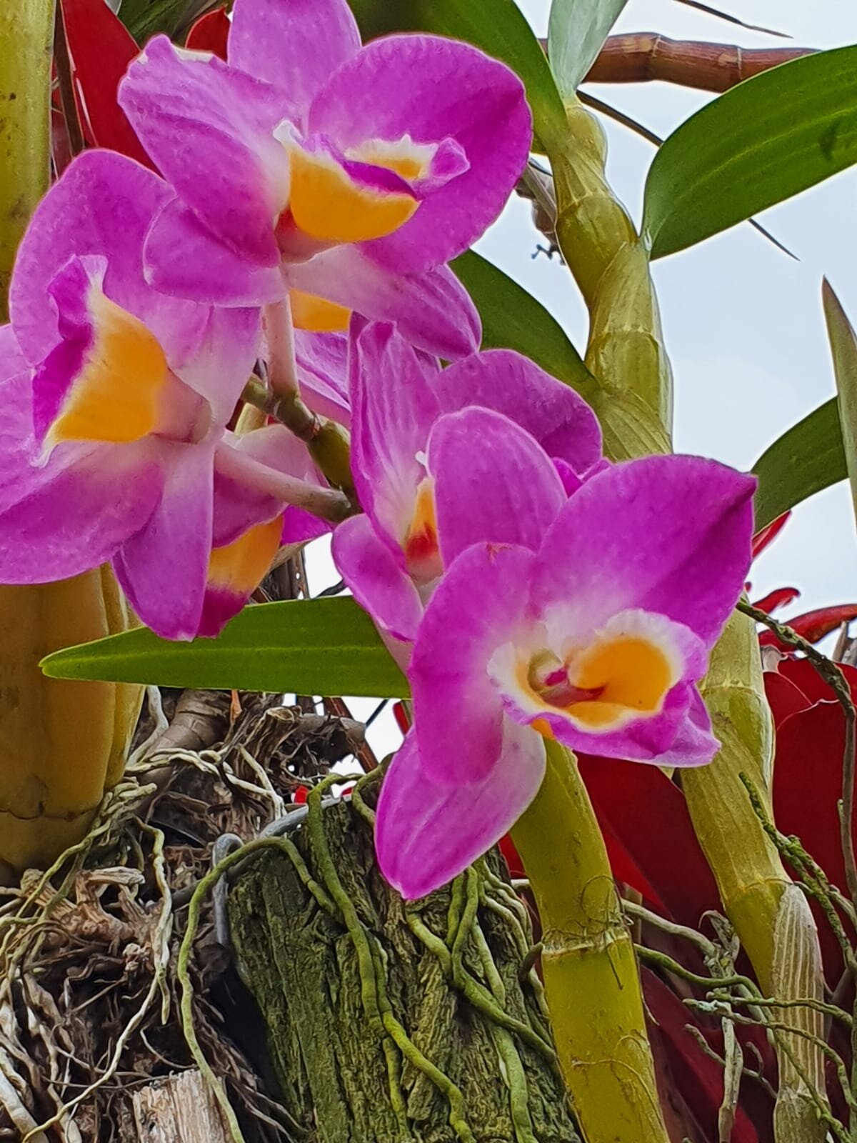 An Enchanted Orchid Garden — Sprout Landscapes