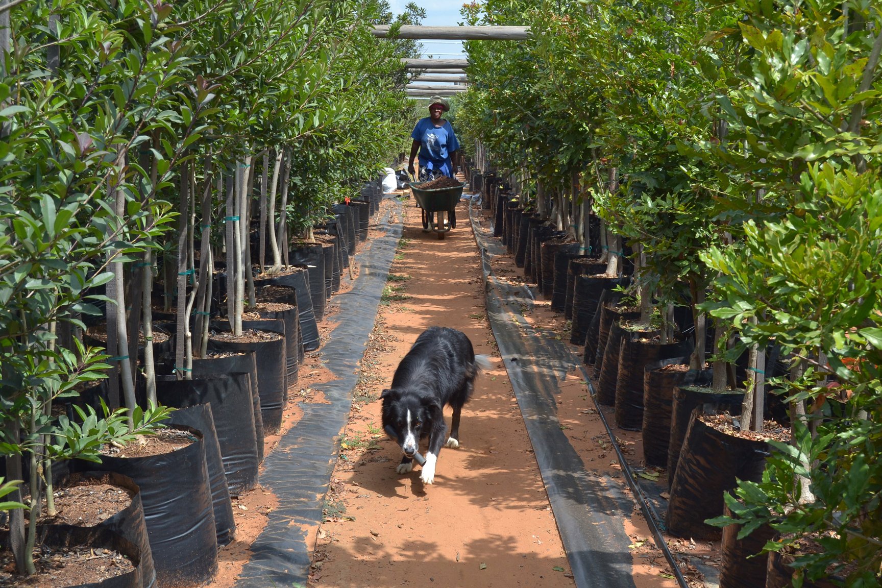 Nursery — Sprout Landscapes Blog — Sprout Landscapes