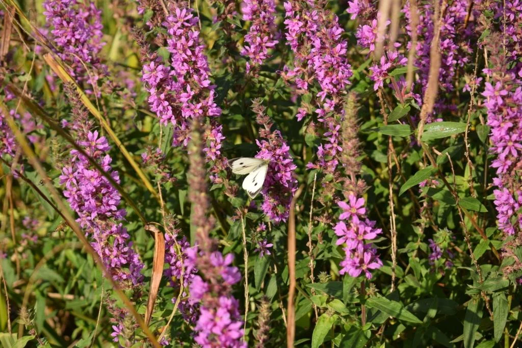 Piet Oudolf Meadow-Lower Section — Delaware Botanic Gardens