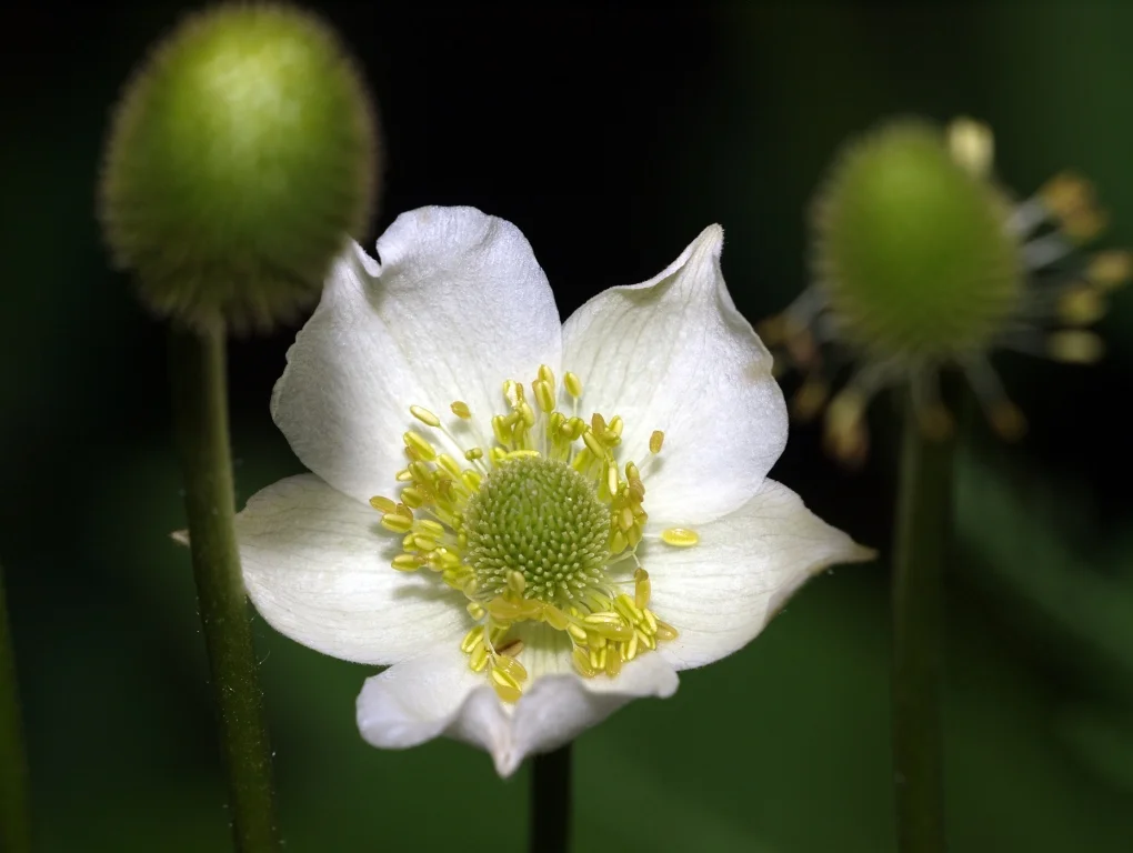 Piet Oudolf Meadow-Middle Section — Delaware Botanic Gardens