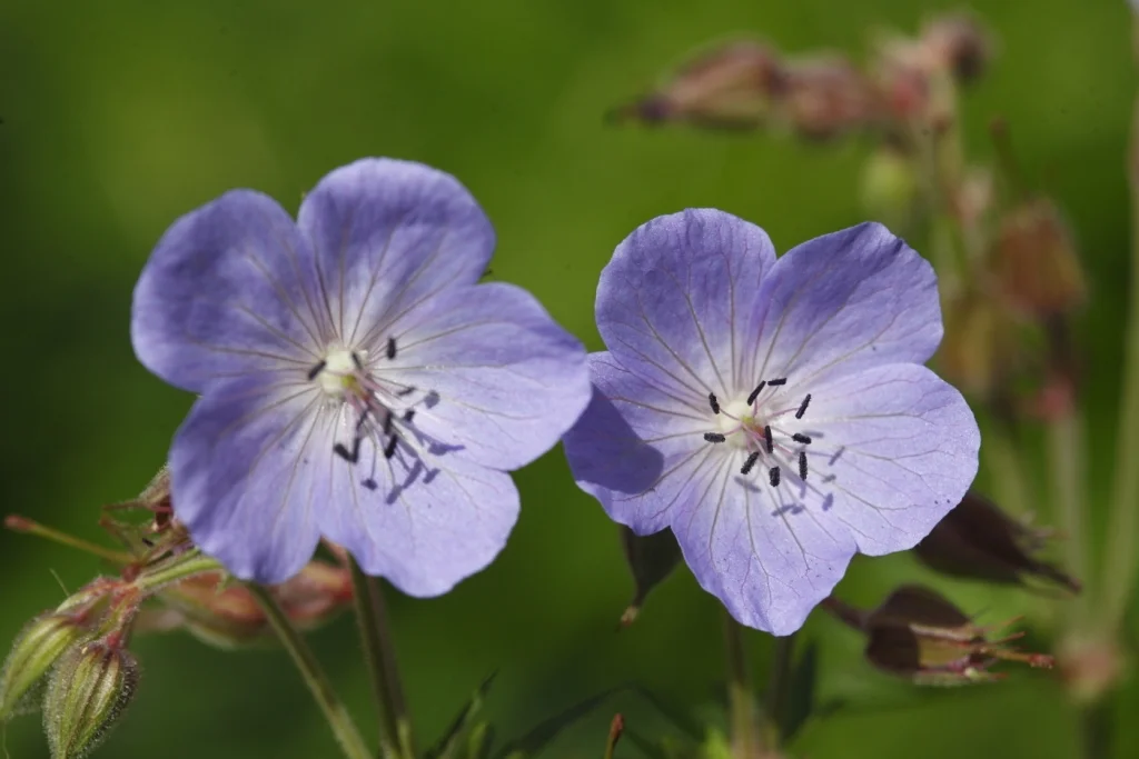 Piet Oudolf Meadow-Middle Section — Delaware Botanic Gardens