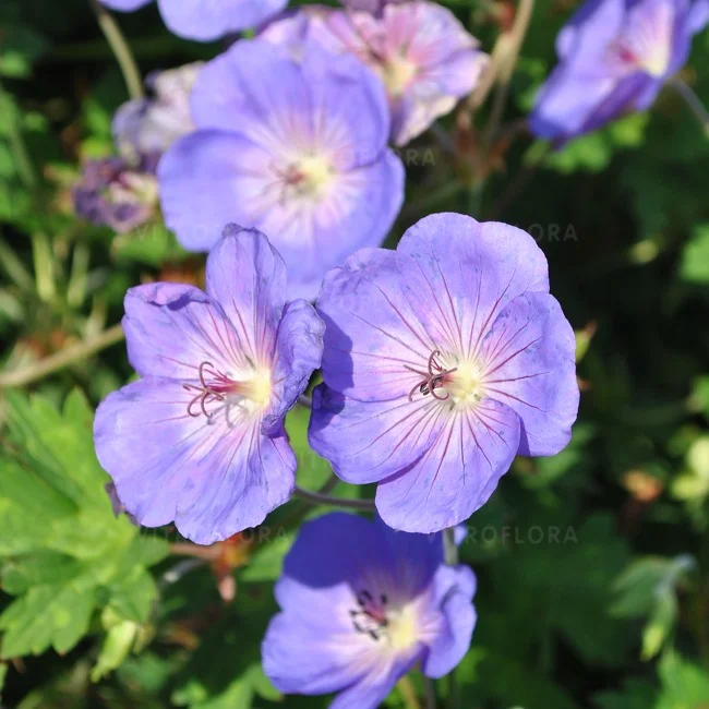 Piet Oudolf Meadow-Middle Section — Delaware Botanic Gardens