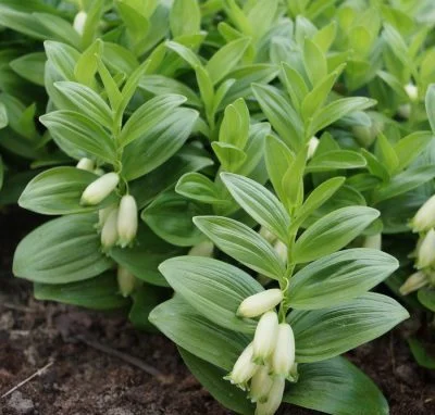 Folly Garden — Delaware Botanic Gardens