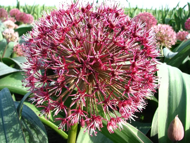 Folly Garden — Delaware Botanic Gardens